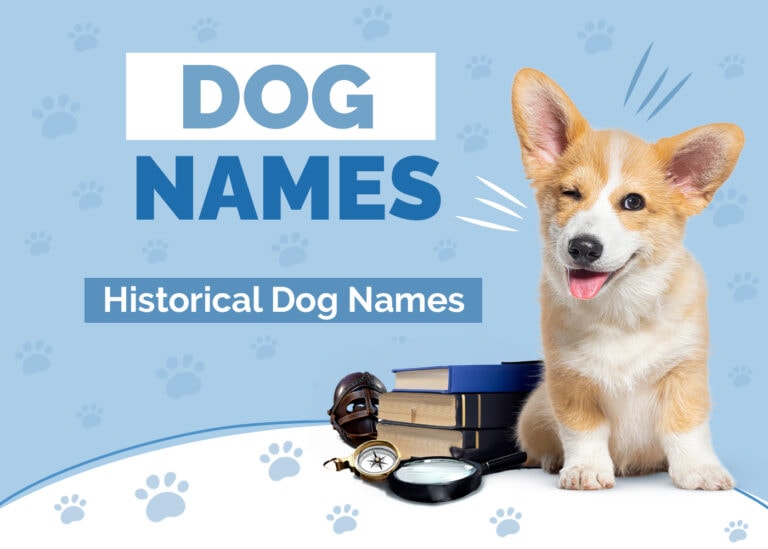 100+ Historical Dog Names: Popular Male & Female Choices | Hepper Pet ...
