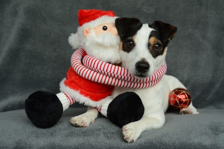 150+ Adorable Christmas Names for Dogs: Ideas for Festive Canines ...
