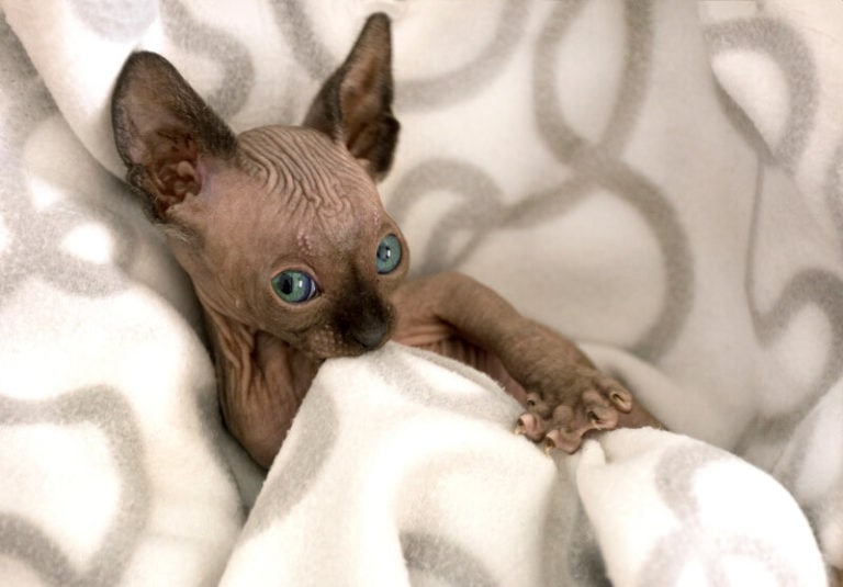 Do All Cats Have Webbed Feet? Is It Typical? | Hepper Pet Resources