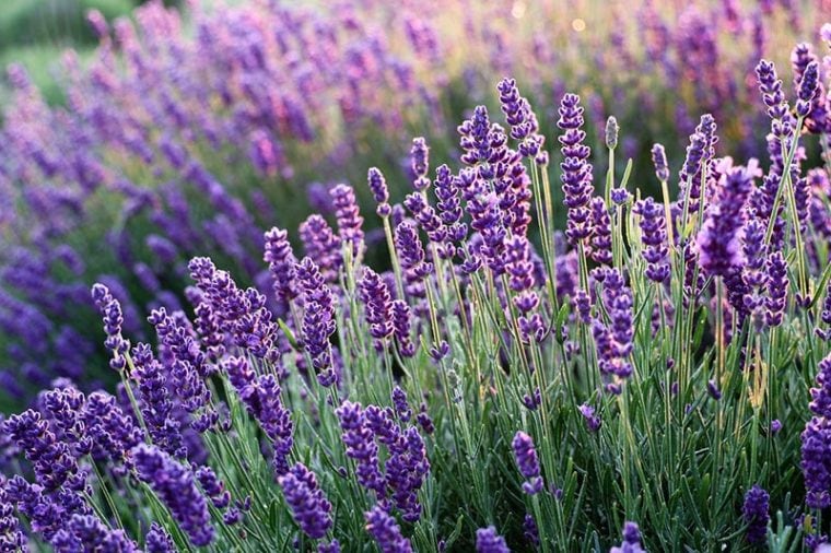 Will Lavender Calm Cats? Risks & Safety Guide (Vet-Verified) | Hepper ...