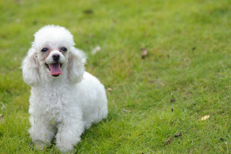 15 Dog Breeds That Don’t Drool Much: Info, Pictures, History & Facts ...