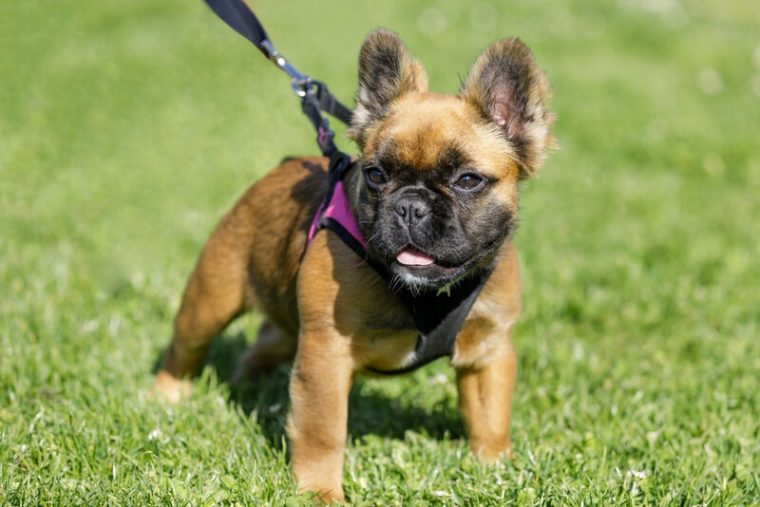 16 Dog Breeds With Pointy Ears (With Info & Pictures) | Hepper Pet ...