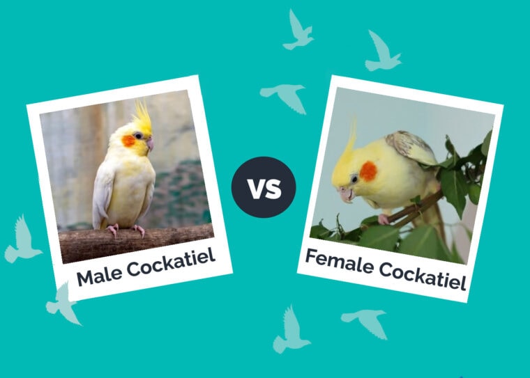 Cockatiel - Pictures, Facts, Personality, Food & Care Guide | Hepper ...