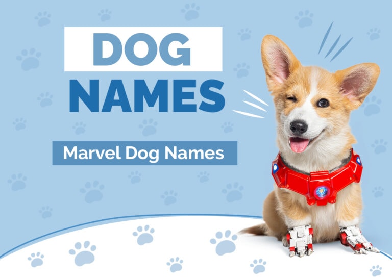 200 Space Names for Dogs: Our Top Picks for Your Little Explorer ...