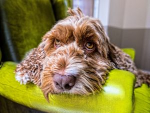 Merle Cockapoo: Pictures, Facts, and History | Hepper Pet Resources