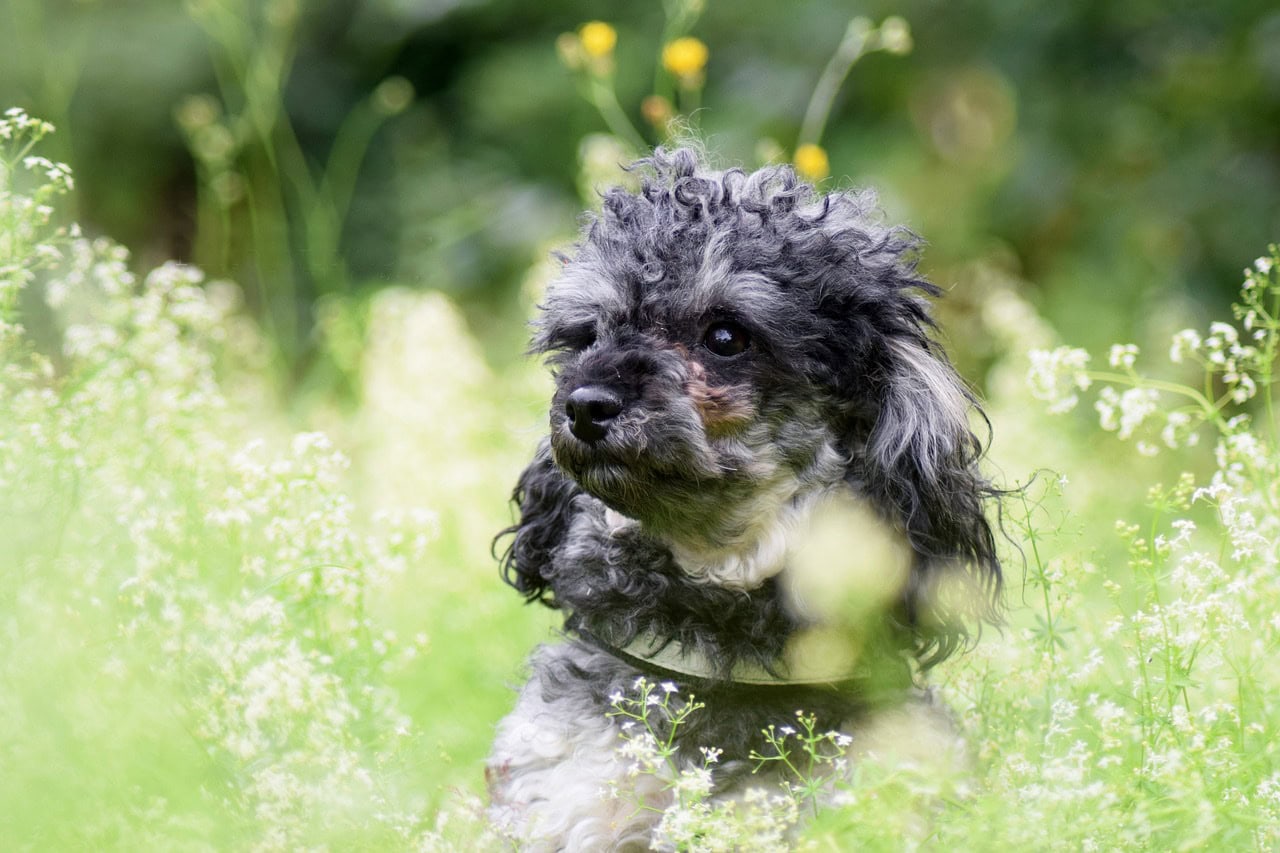 Silver Poodle: Facts, Origin & History (With Pictures) | Hepper Pet ...