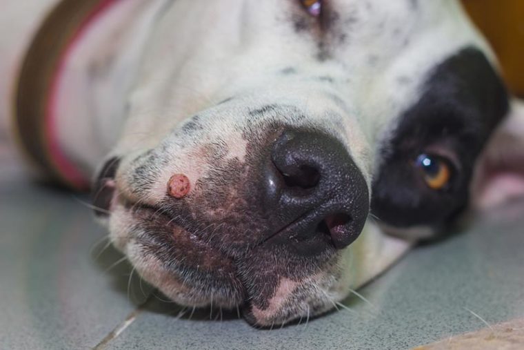 Skin Papilloma & Dog Warts: Our Vet Explains Causes, Signs & Risks ...