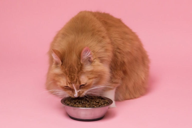 Are All Orange Tabby Cats Male? What Statistics Say | Hepper Pet Resources