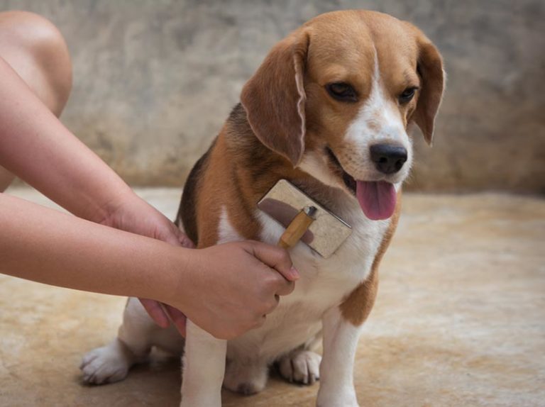 How Much Does a Beagle Cost? (2025 Price Guide) | Hepper Pet Resources