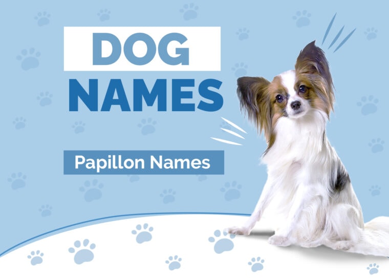 250 Amazing Names for Papillons: Ideas for Frisky & Friendly Dogs ...