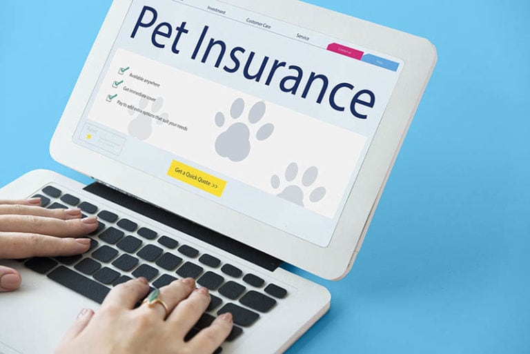 How Much Does Progressive Pet Insurance Cost? 2025 Update | Hepper Pet Resources