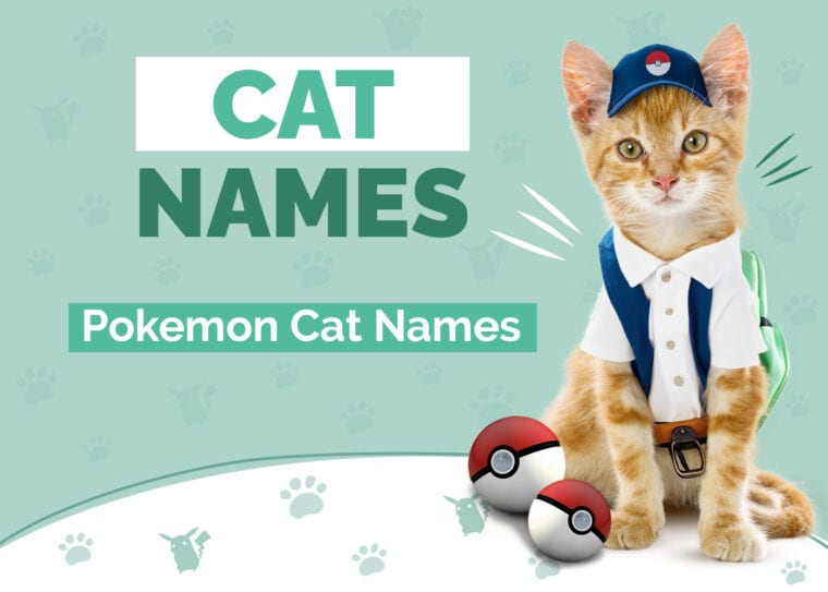 150 Pokémon Cat Names: Our Top Picks for Your Adorable & Playful Cat ...