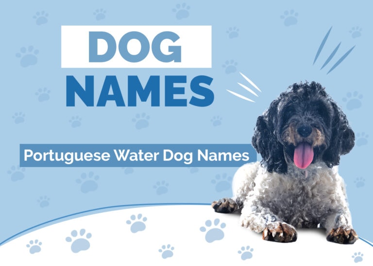 200+ Fun Names for Portuguese Water Dogs: Ideas for Adventurous Dogs ...
