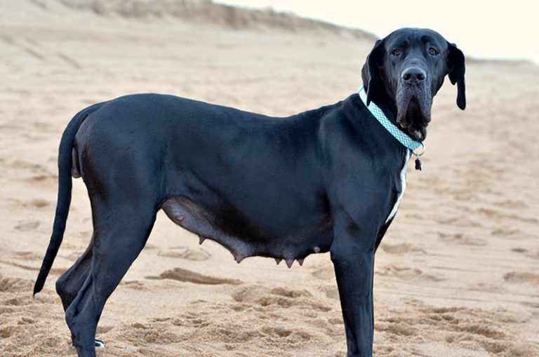 Can Dogs Be Overbred? Vet Reviewed Risks & Consequences | Hepper Pet ...