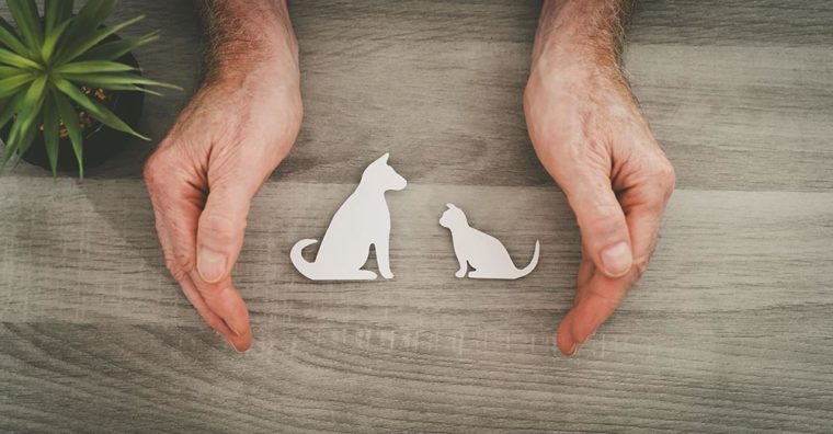 10 Best Pet Insurance Providers for Older Dogs - 2026 Reviews & Top ...