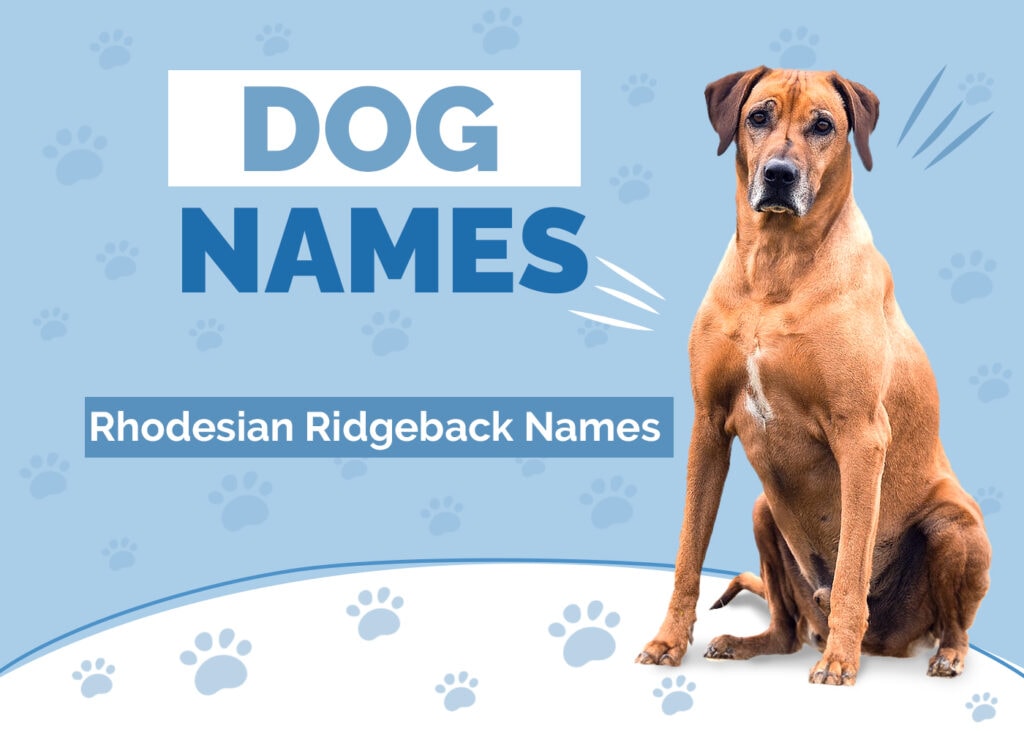 180 Amazing Names for Rhodesian Ridgebacks: Our Top Picks for Your Pup ...