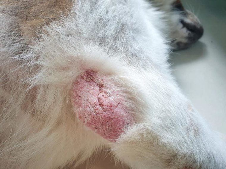 Scabies in Dogs: Causes, Symptoms, and Care (Vet Answer) | Hepper Pet ...