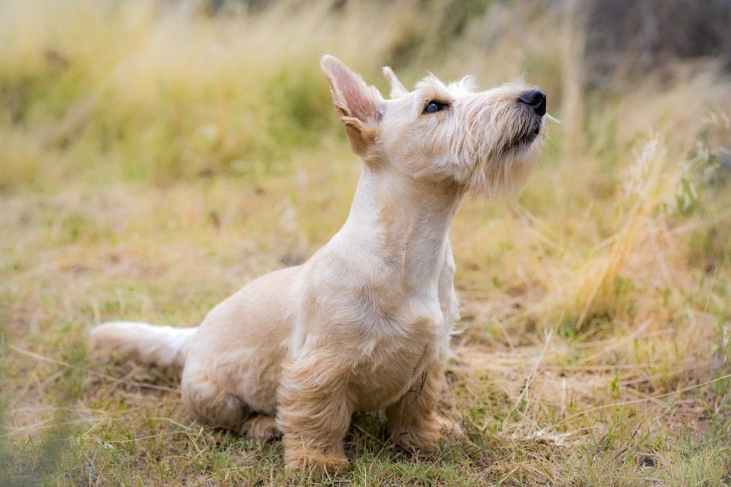 16 Scottish Terrier Pros & Cons You Should Know | Hepper Pet Resources