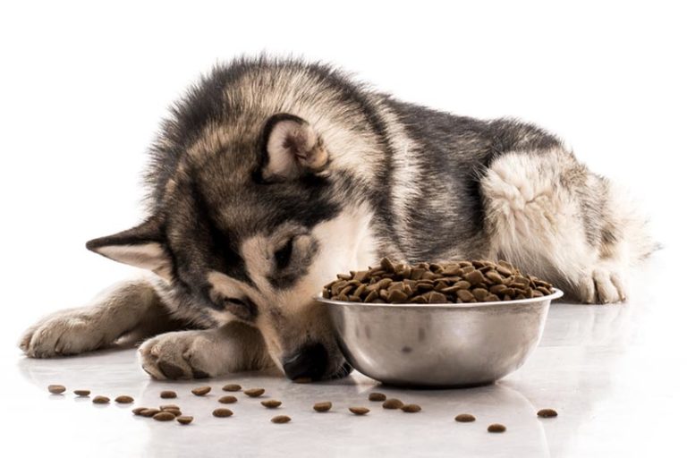 Are Dogs Carnivores or Omnivores? Canine Nutritional Needs Explained ...