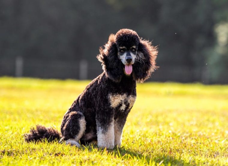 Phantom Poodle: Facts, Origin & History (with Pictures) | Hepper Pet ...