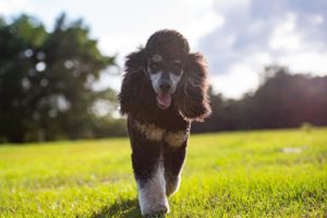 How Big Do Standard Poodles Get? Average Growth and Weight Chart ...