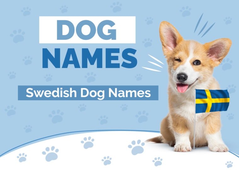 100+ Swedish Dog Names: Inventive & Popular Ideas For Your Pet | Hepper ...
