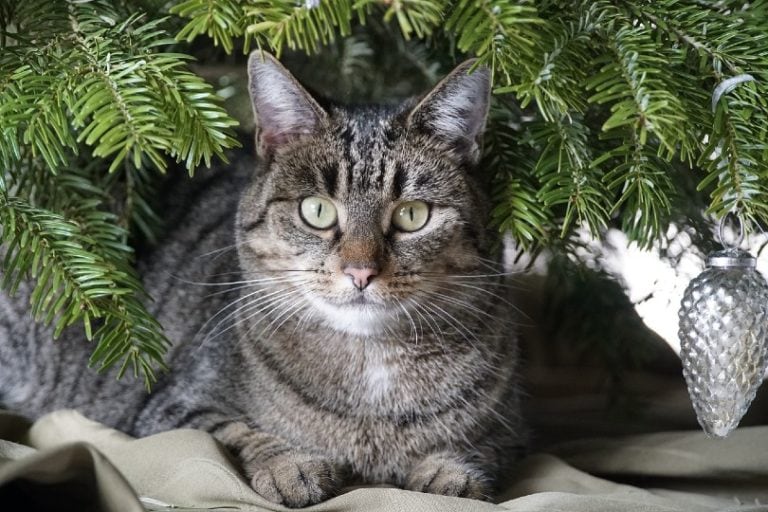 What Is the State Cat of Massachusetts? History & Significance | Hepper ...