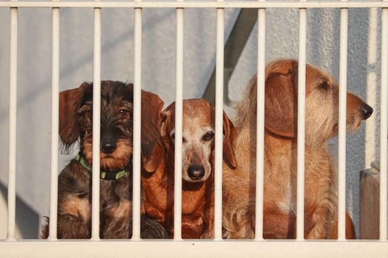 How to Dog-Proof a Fence - 9 Great Options (With Pictures) | Hepper Pet ...