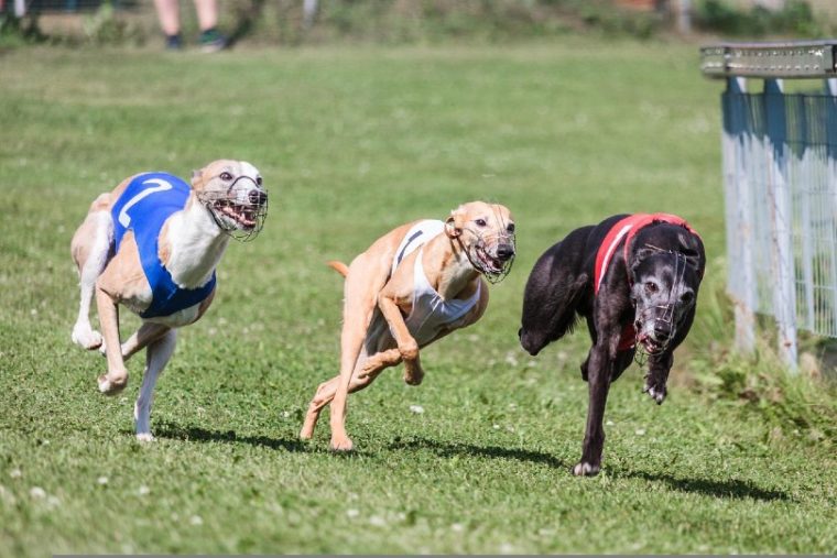 How Fast Can a Whippet Run? Speed Comparison & FAQ | Hepper Pet Resources