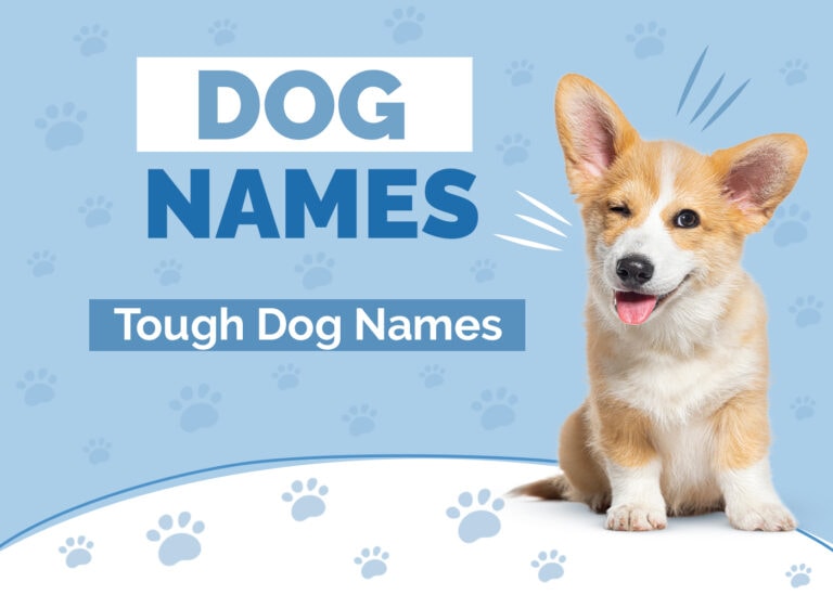 100+ Tough Dog Names: Fierce, Strong & Intimidating Ideas | Hepper Pet ...