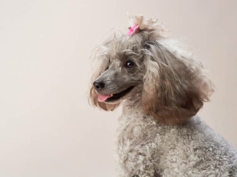 Do Poodles Shed? Vet-Approved Care Facts & Tips | Hepper Pet Resources