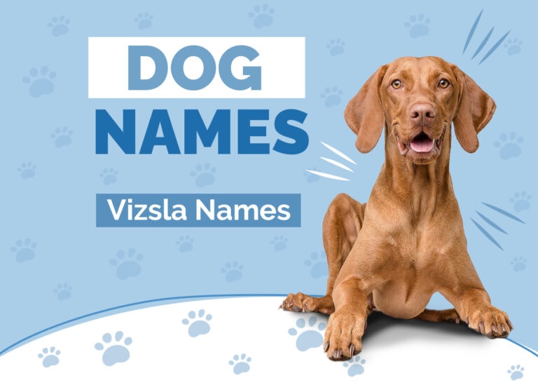 100+ Literary Dog Names: Classic & Modern Ideas for Bookworms | Hepper ...