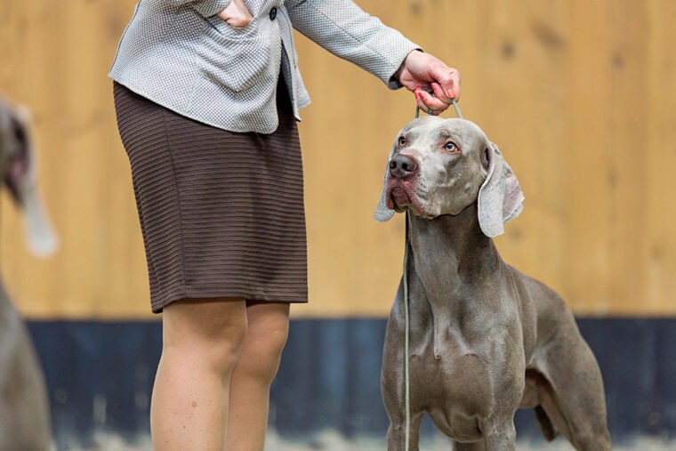 How to Become a Detection Dog Handler: 7 Tips You Need to Know | Hepper ...