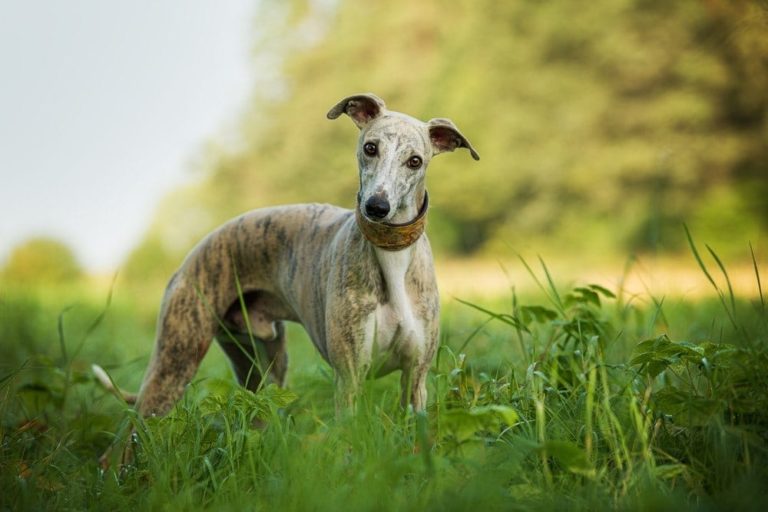 12 Whippet Colors & Markings (With Pictures) | Hepper Pet Resources