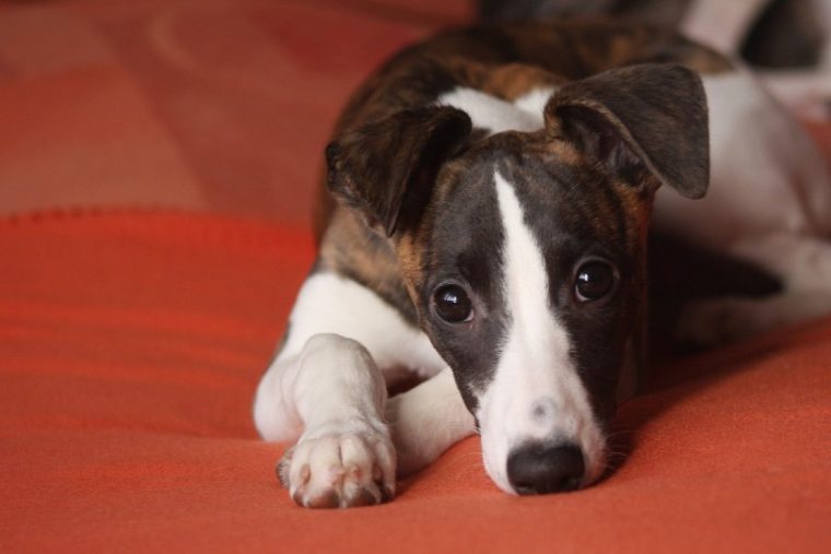 How Big Does a Whippet Get? Average Weight & Growth Chart | Hepper Pet ...
