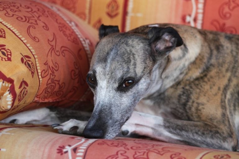 12 Whippet Pros & Cons: What to Know Before Getting One | Hepper Pet ...