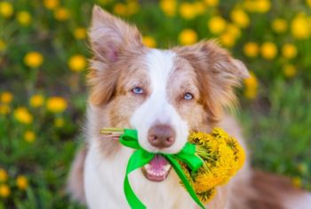 Yellow Australian Shepherd: Facts, Origin & History (With Pictures ...