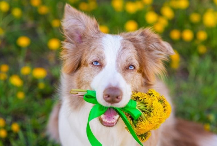 Australian Shepherd Dog Breed Info: Pictures, Origin, Traits & Facts ...