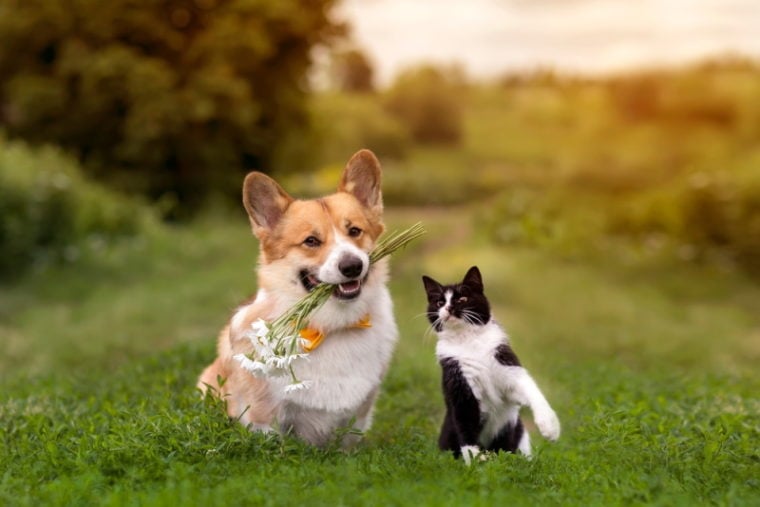 Long-Haired Fluffy Corgi: Facts, Origin & History (With Pictures ...