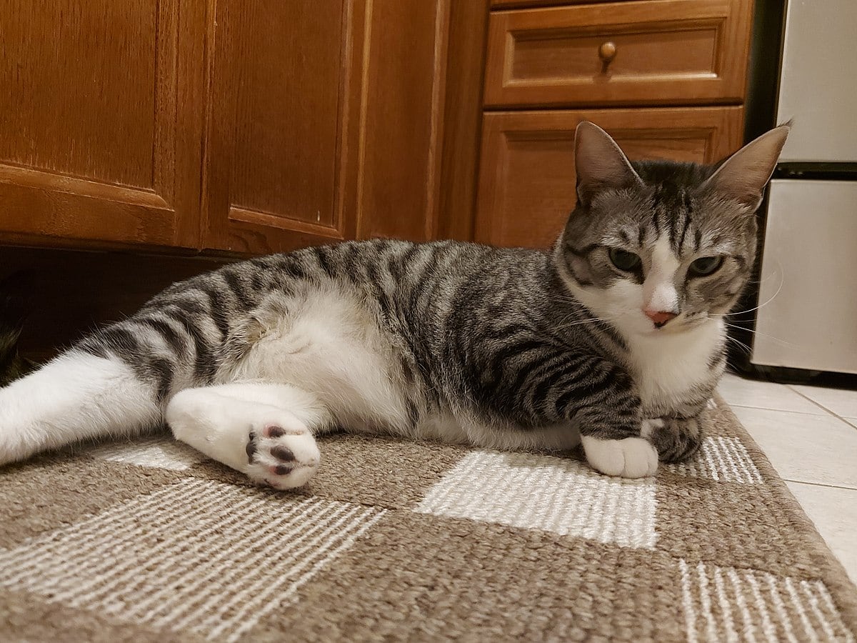 Do All Cats Have a Primordial Pouch? Vet-Reviewed Feline Anatomy ...