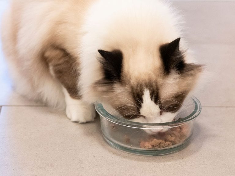 How to Keep Flies Away From Cat Food: 5 Tips & Tricks | Hepper Pet ...