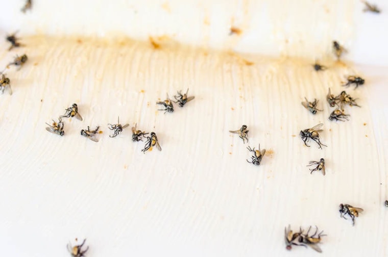 How to Keep Flies Away From Cat Food: 5 Tips & Tricks | Hepper Pet ...