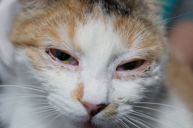 Conjunctivitis in Cats: Vet-Approved Causes, Signs & Treatments ...