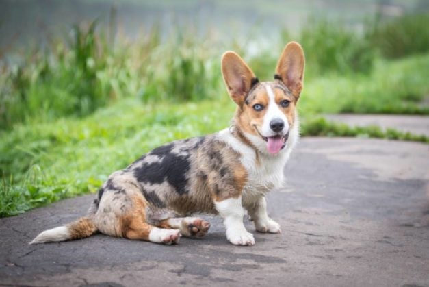 American Corgi: Info, Pictures, Origin & History | Hepper Pet Resources