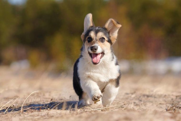 American Corgi: Info, Pictures, Origin & History | Hepper Pet Resources