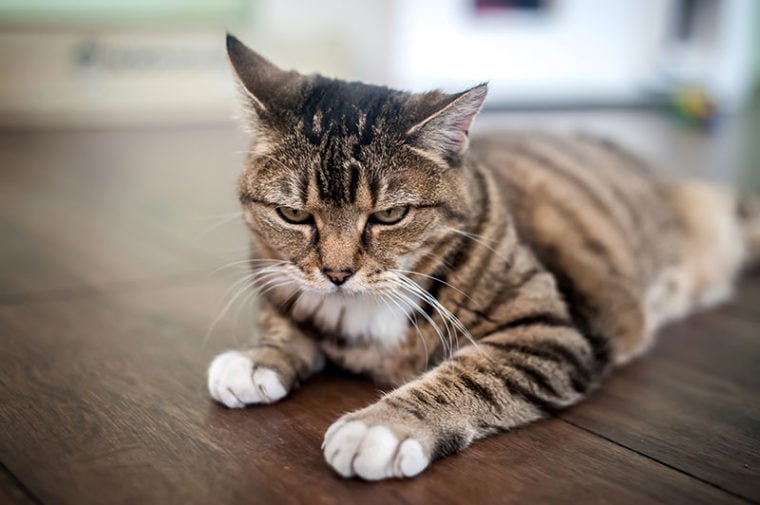 Why Does My Cat Squint at Me? 4 Vet-Verified Reasons | Hepper Pet Resources