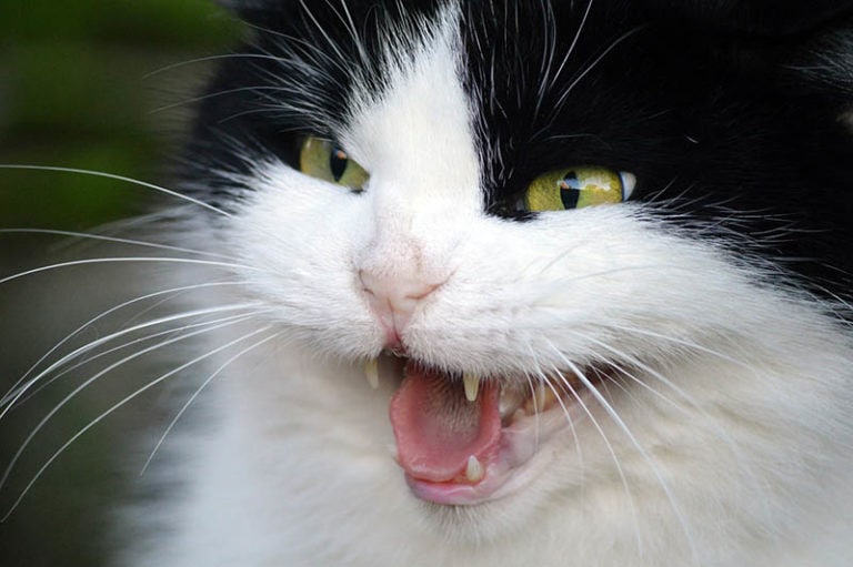 How to Tell If a Cat Has a UTI (Urinary Tract Infection)? 7 Vet ...