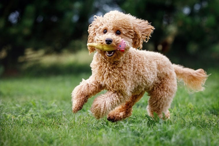 How Long Do Toy Poodles Live? Vet Reviewed Average Lifespan, Data ...