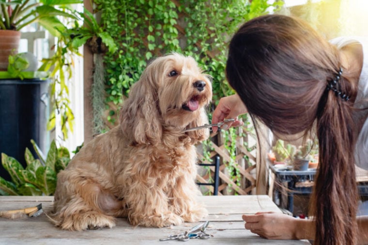 How to Groom a Cockapoo: 8 Great Tips | Hepper Pet Resources