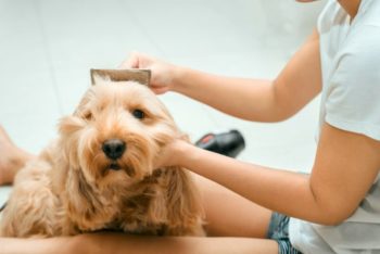 How to Groom a Cockapoo: 8 Great Tips | Hepper Pet Resources